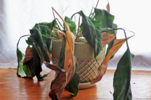 Services - Homewatch Canada